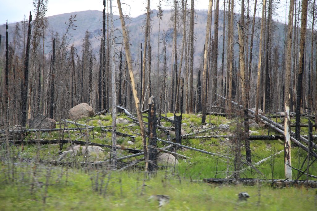 Wildfire Action Fund – Action starts with all of us.